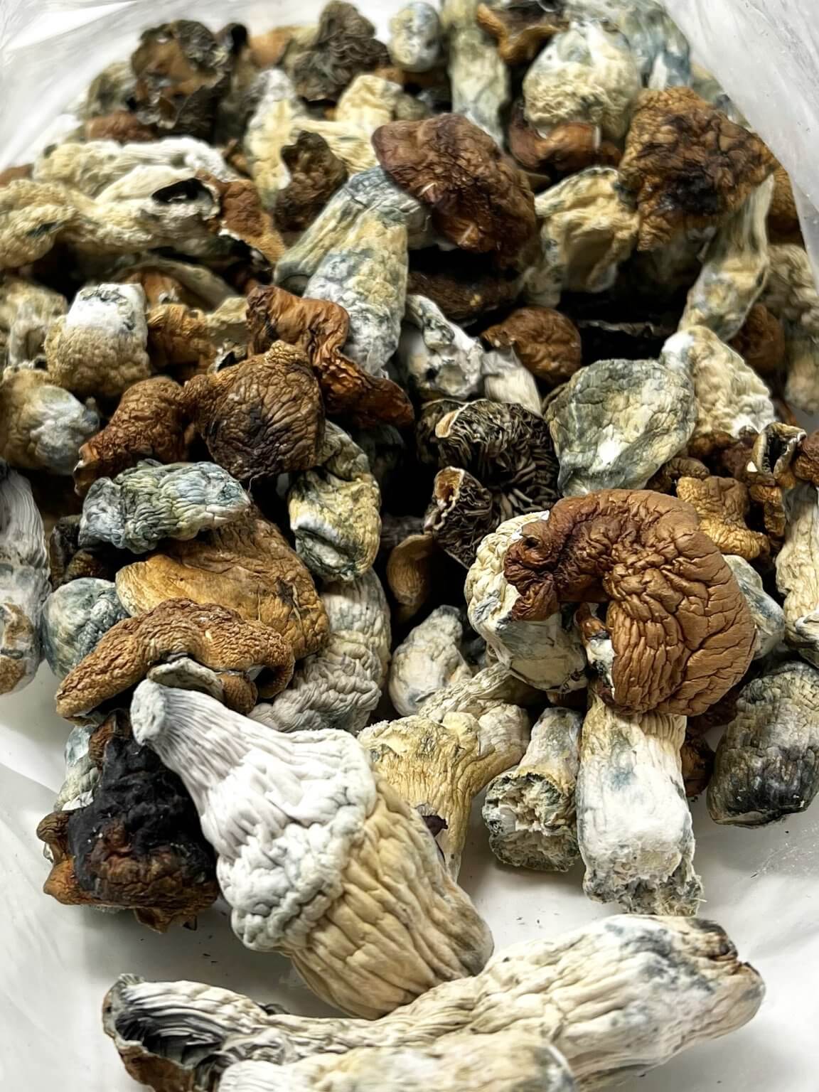 Tidal Wave Magic Mushrooms - BC Medi Chronic